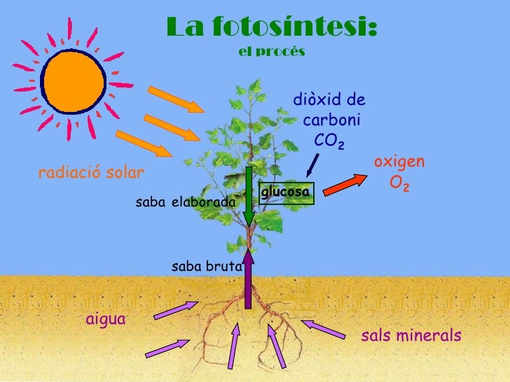 REGNE DE LES PLANTES | El Cicle Superior