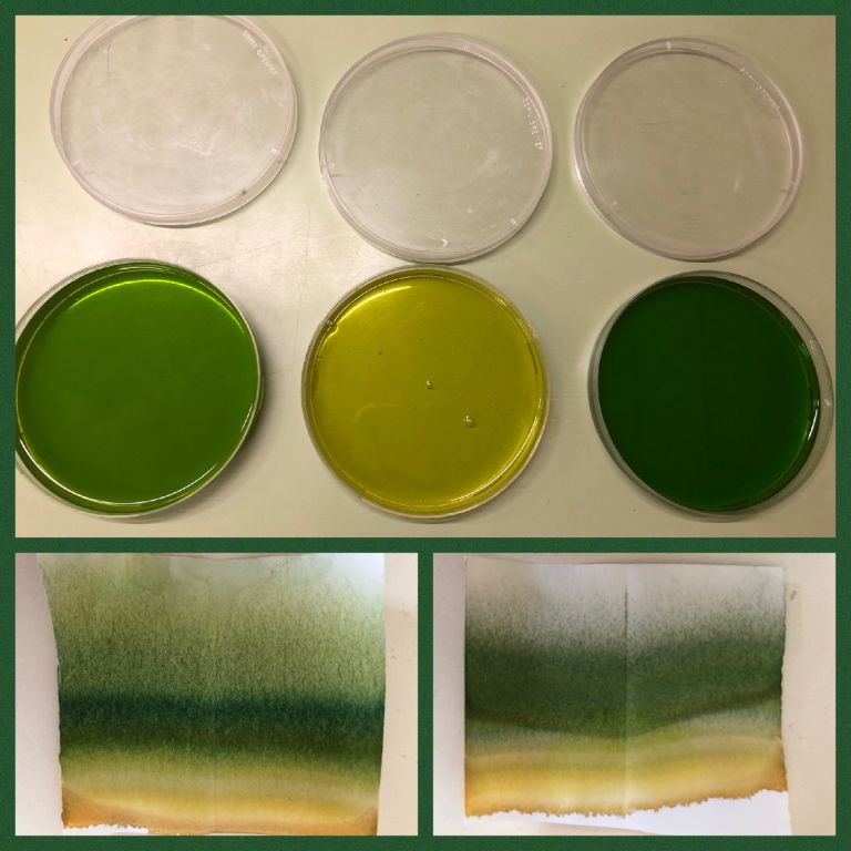 EXPERIMENTEM A L’HORT AMB LES PLANTES | ESCOLA ARRAONA