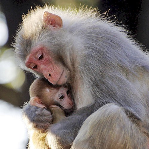 ELS MICOS. ENS VAN ENCANTAR.. | Núvols de colors