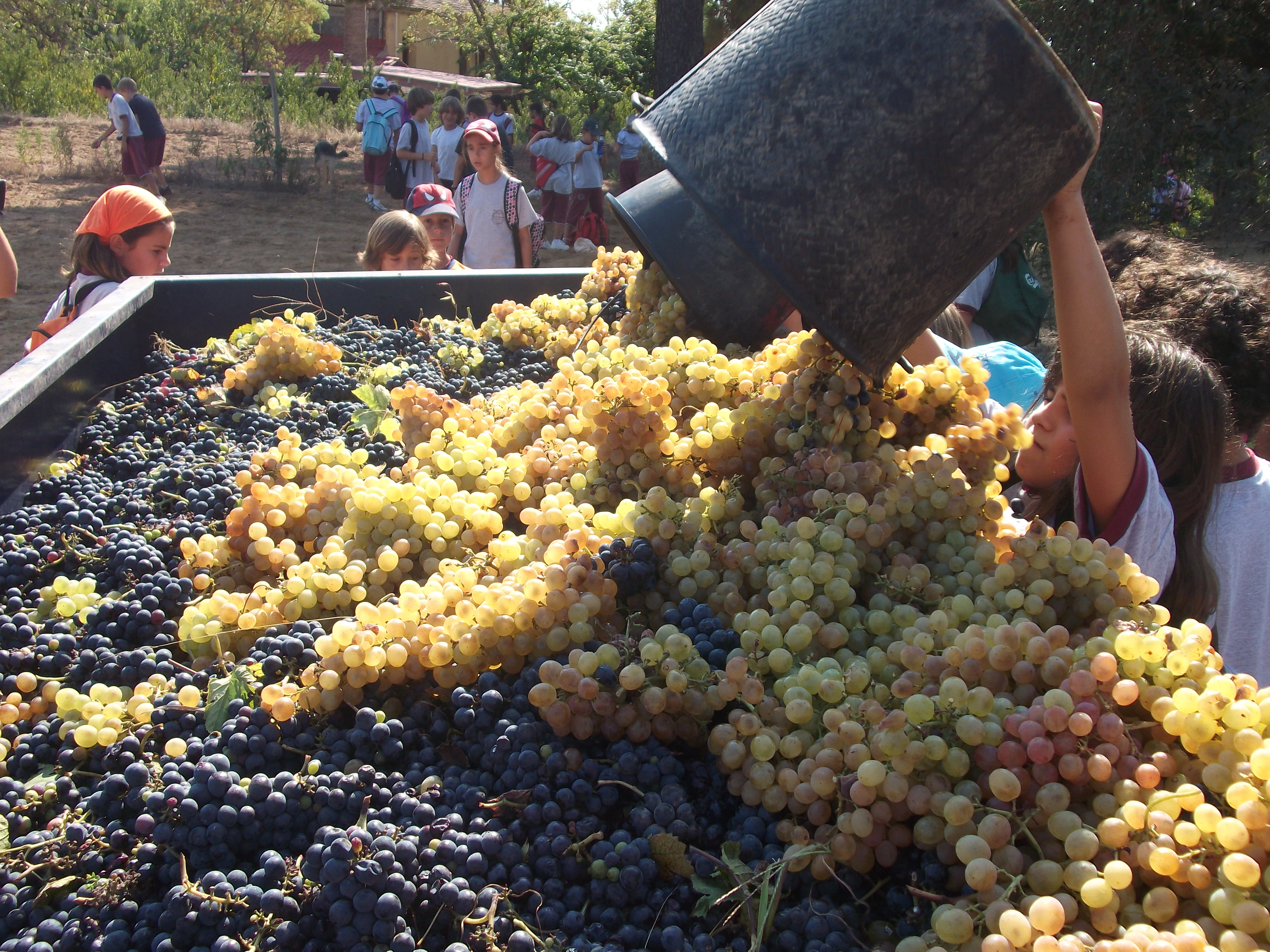 INFO-VINYA | LA VINYA – CLASSE DE 3R – ESCOLA LA SÍNIA