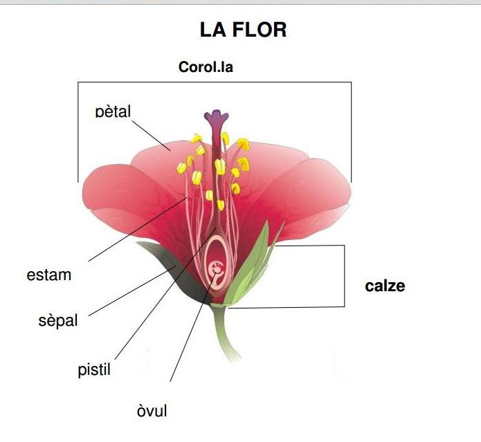 Projecte plantes 6èA | Mulan i Charlie i la fàbrica de xocolata