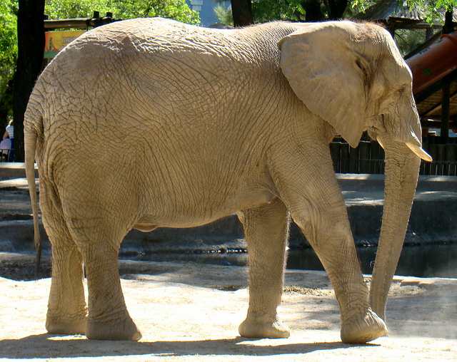 Classificació dels animals vertebrats | Els èssers vius