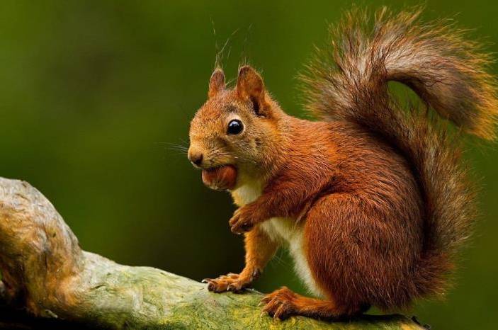 P4 CONEIXEM ELS ESQUIROLS – Classe de 4t 25-26