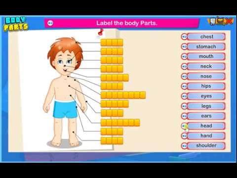 Human body parts (2nd-6th) | Dovella English