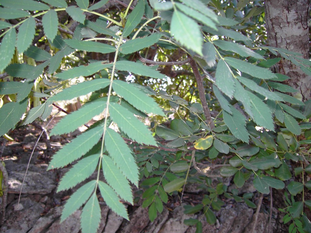 SERVERA – SORBUS DOMESTICA | ARBRARI