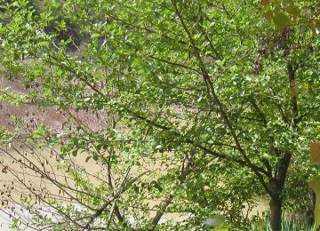 Vern | Els arbres de l’escola Thau