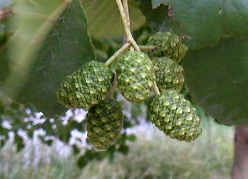Vern | Els arbres de l’escola Thau