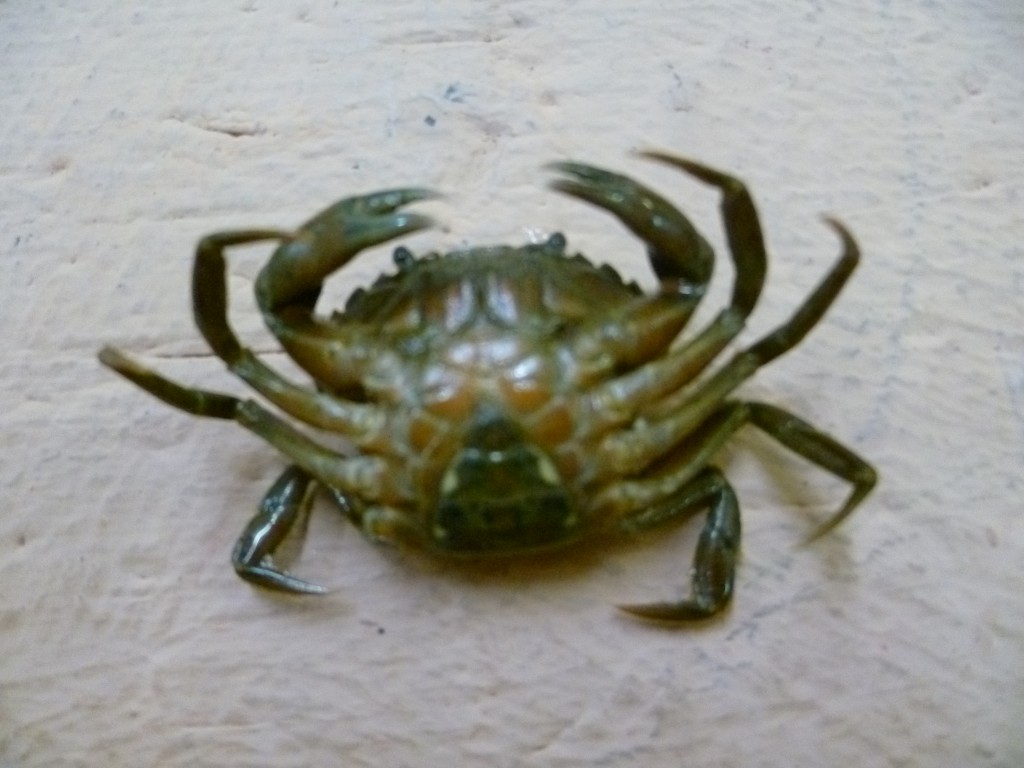 Hem estudiat els animals invertebrats | Aula BB