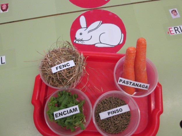 PROJECTE CONILLS | EDUCACIÓ INFANTIL