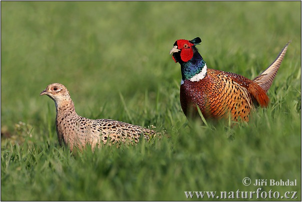 BIBLIOTECA – BIBLIO-THÊKE CAN PALMER » NOTÍCIA: Un faisà al pati de l ...