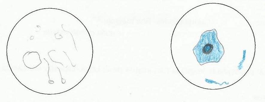 Biosfera » Observació de cèl·lules de la mucosa bucal