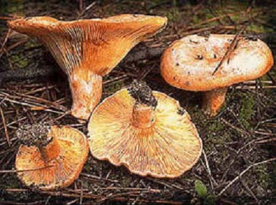 Anem al bosc | Un bloc a XTECBlocs