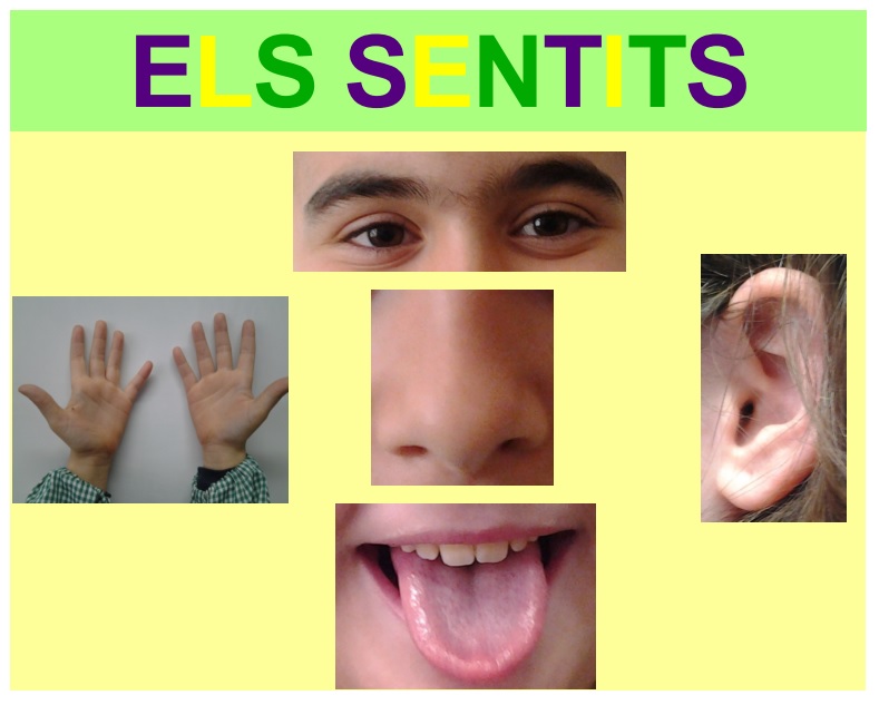 Aprenem amb sentits! | Els sentits a Cicle Mitjà