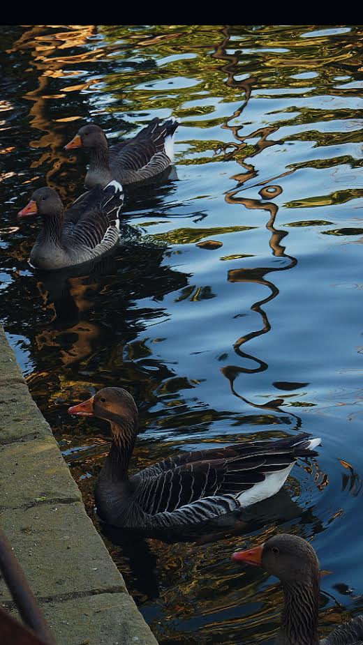 QUA, QUA, QUA! | Concurs Art i Ciència
