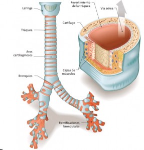 La tràquea | CUINEM SALUT