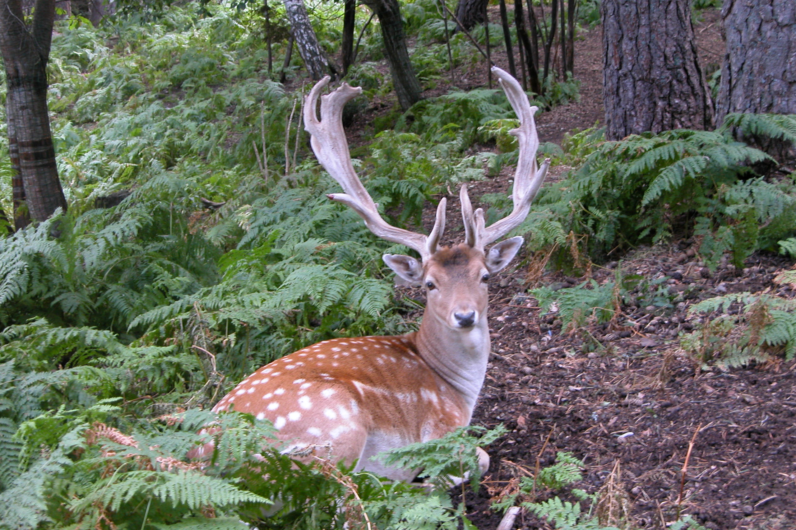 SOM LA CLASSE DE LES DAINES | Un altre bloc XTECBlocs
