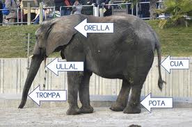 PARTS DEL COS DELS ELEFANTS | DE TOT UNA MICA