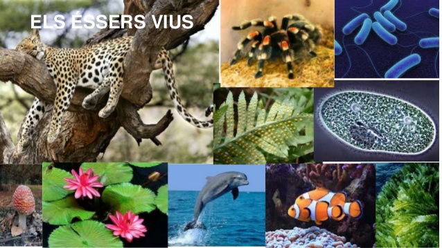 El món dels éssers vius | BLOC DEL CICLE SUPERIOR