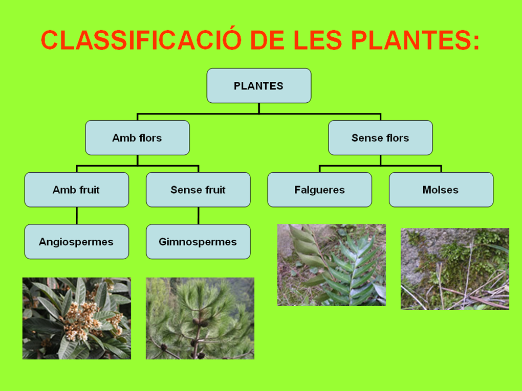 REGNE DE LES PLANTES | El Cicle Superior