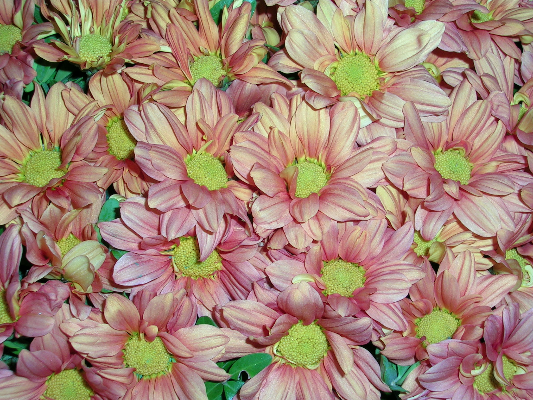 ELS COLORS DE LES FLORS | Un bloc a XTECBlocs