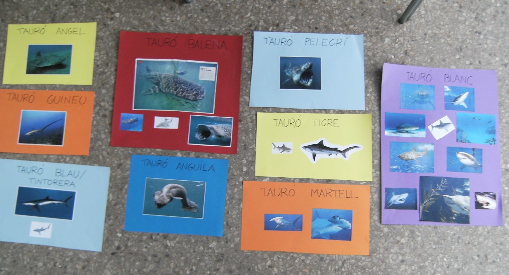 TIPUS DE TAURONS | La classe dels taurons!