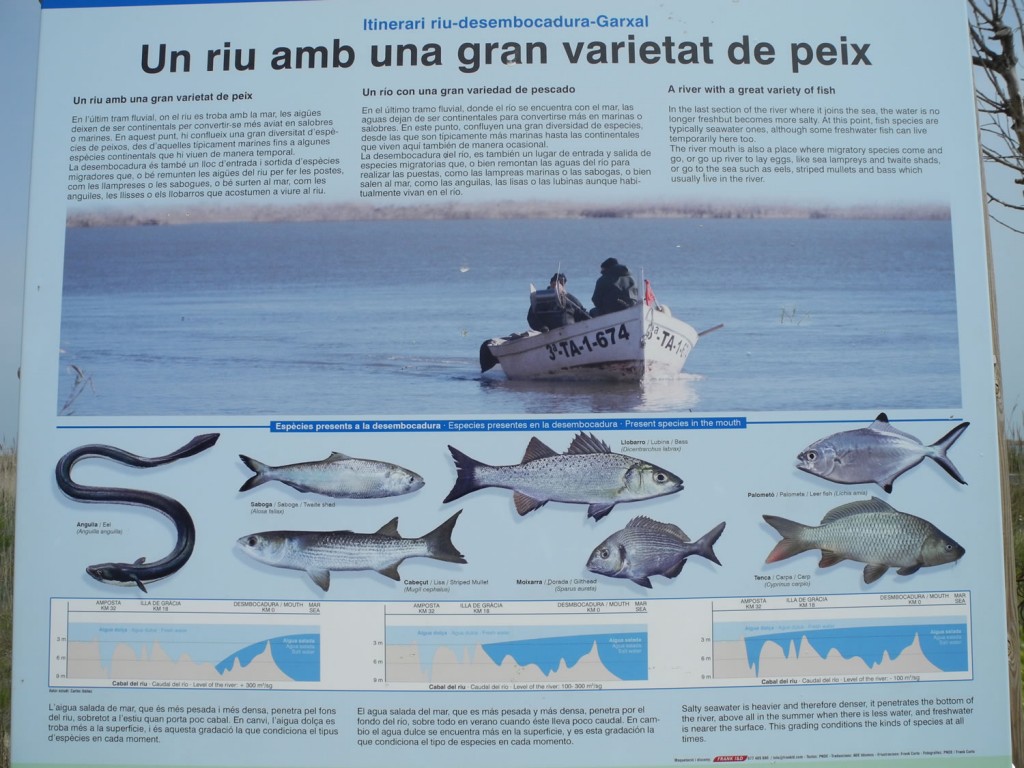 Itinerari de la desembocadura del riu Ebre | En el punt de mira matemàtic
