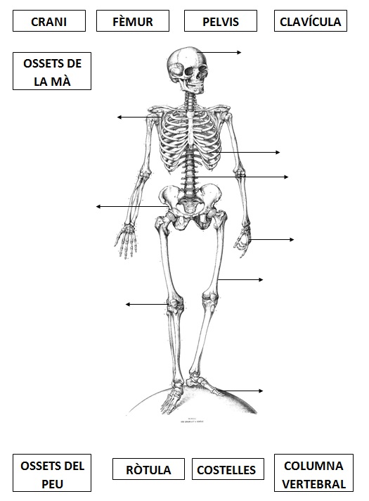FUNCIONS DE L’ESQUELET I ÚS DE VOCABULARI | ENFILANT IDEES A TRAVÉS DE ...