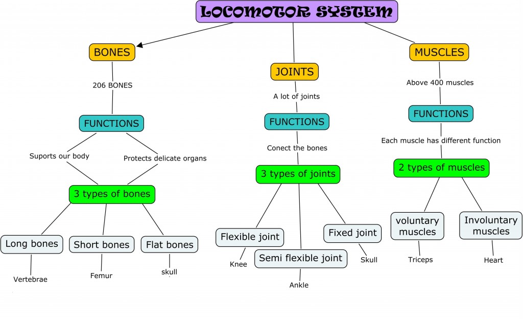 Science corner | BONES AND MUSCLES