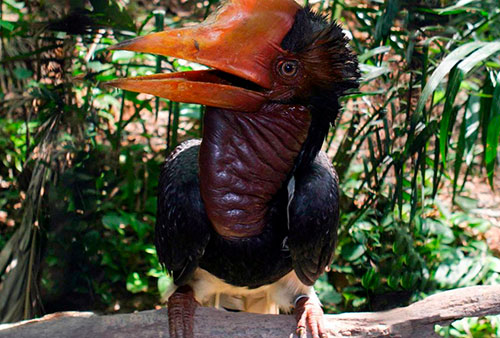 Animals poc comuns | L'enrenou del nou