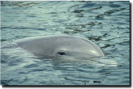 EL DOFÍ RESPIRA PER L’ESPIRACLE. | ESCOLTA LA INFORMACIÓ