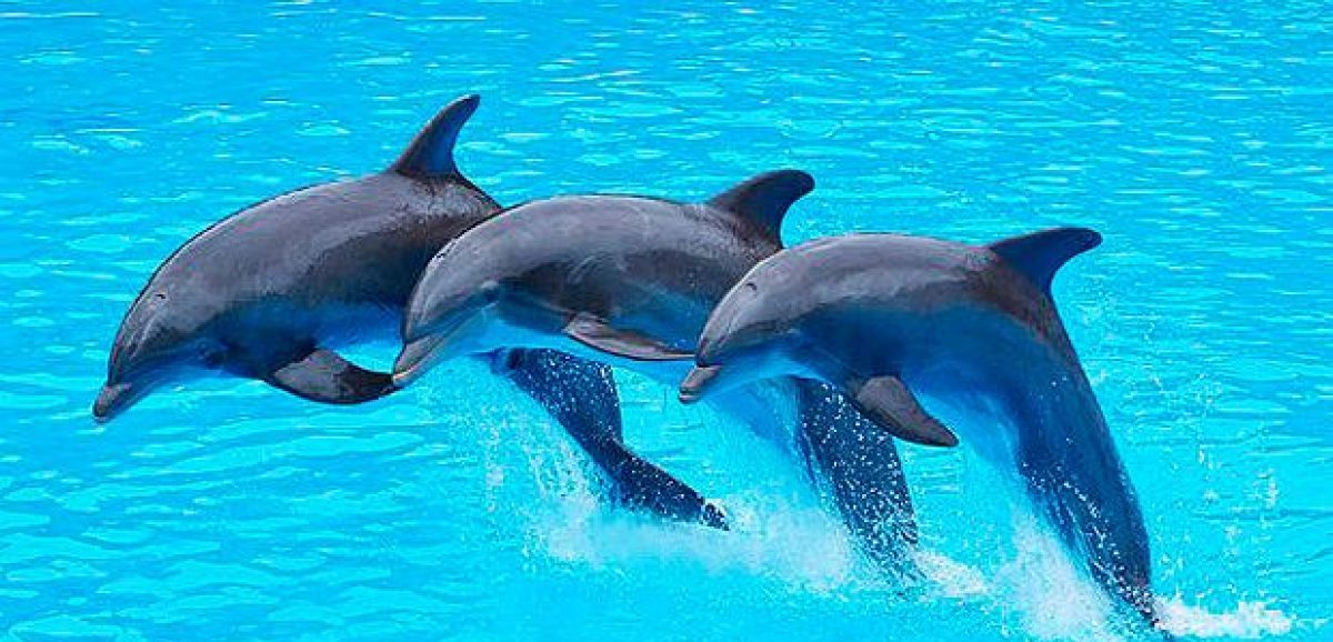 L’ÚS DE LA CÀMERA DIGITAL – SOM LA CLASSE DELS DOFINS