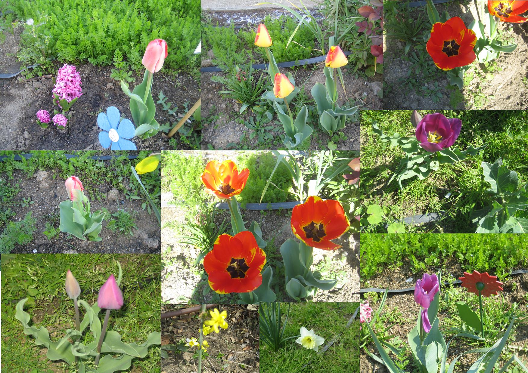 LA CARTELLERA DE L’HORT | La vida a hort ecològic