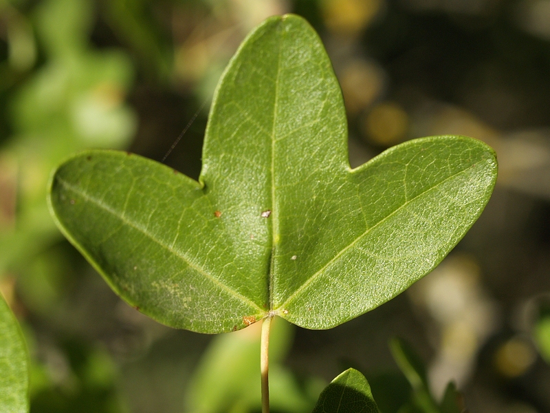 L’auró negre | Fauna i flora