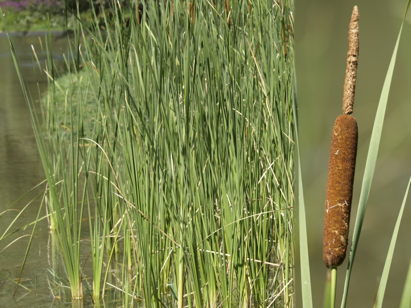 La boga | Fauna i flora