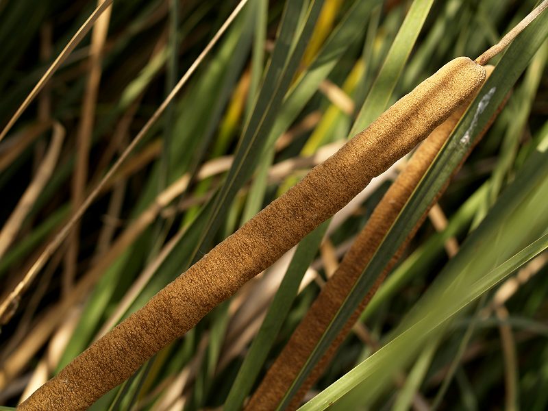 La boga | Fauna i flora