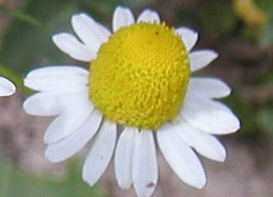 La camamilla | Fauna i flora