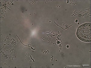 Espirils? – Fotobloc de Biologia i Geologia