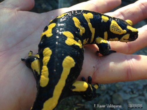 La coloració aposemàtica de la salamandra – Fotobloc de Biologia i Geologia