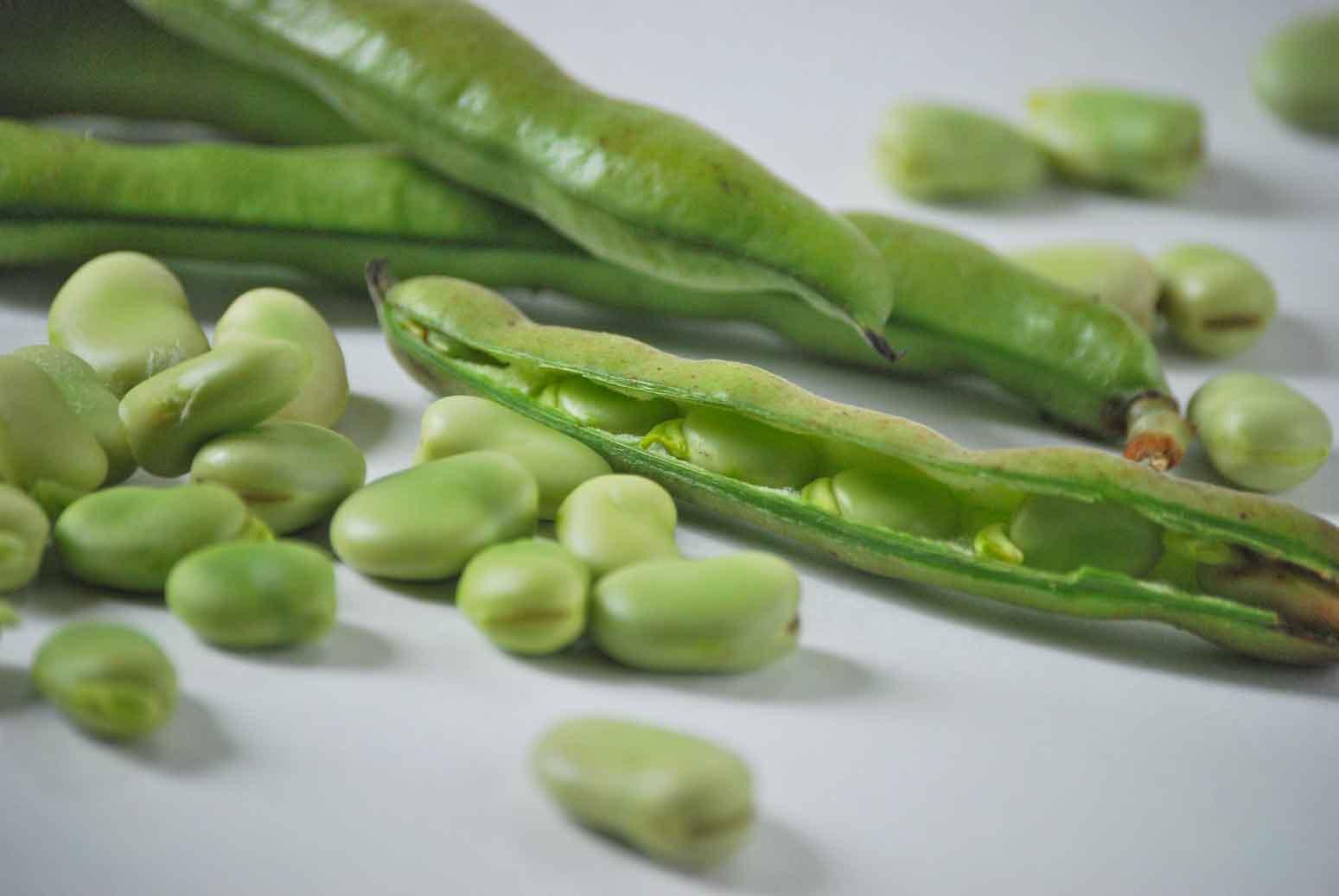 Fava | L'hort a l'INS Joan Solà