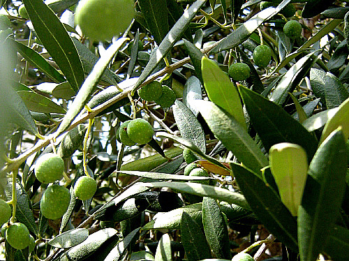 PLANTADA DE L’OLIVERA | ANIMACIÓ PASTORAL A L'ESCOLA
