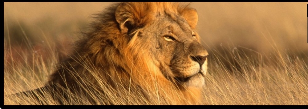 LA CLASSE DELS LLEONS