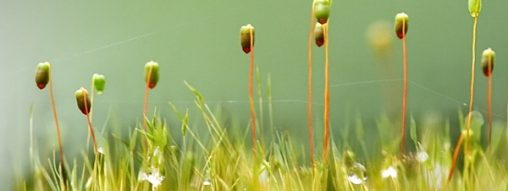 Els briòfits (les molses i les hepàtiques) – Labobloc de Biologia i ...