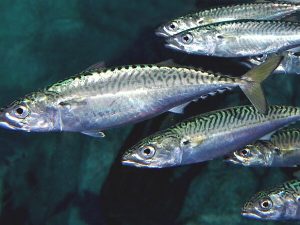 Anatomia d’un peix – Labobloc de Biologia i Geologia