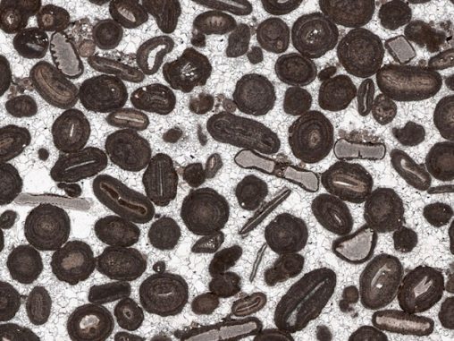 Roques sedimentàries carbonàtiques – Labobloc de Biologia i Geologia