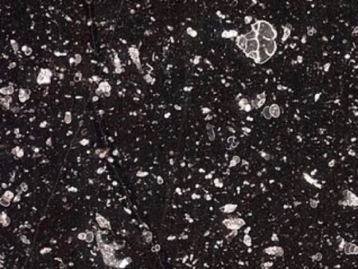 Roques sedimentàries carbonàtiques – Labobloc de Biologia i Geologia