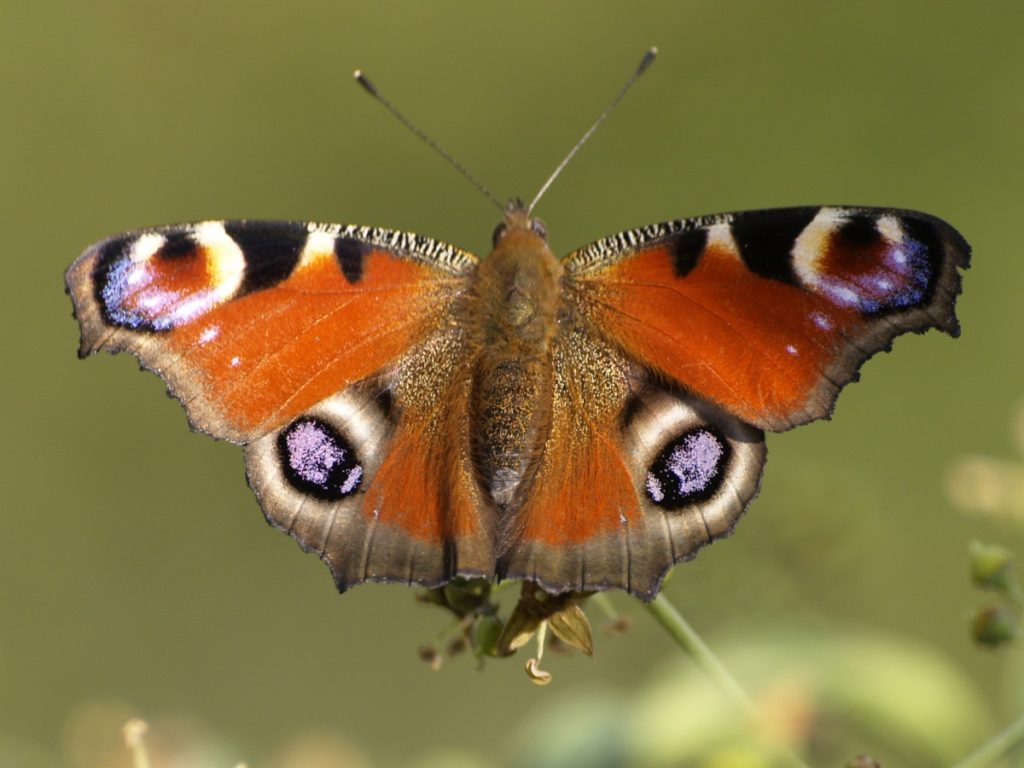 Papallones | Aproximació al coneixement d’algunes papallones de Catalunya