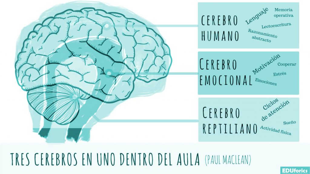 ESPAÑOL | EL CEREBRO DEL ADOLESCENTE