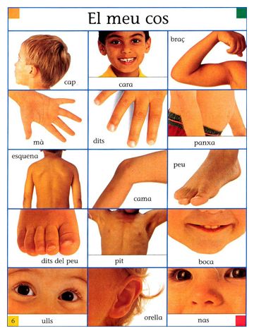parts-del-cos | Mestra de música i tutora de primer