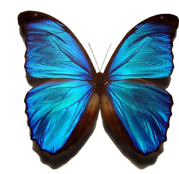 Les papallones | Recursos pràctics