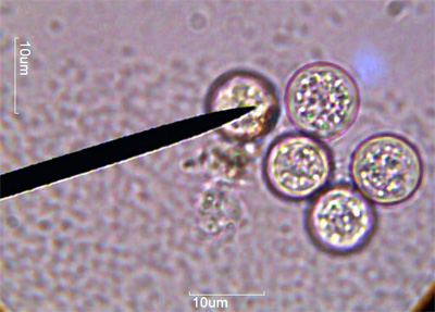 MicroSafaris | Exploracions pel món del molt petit